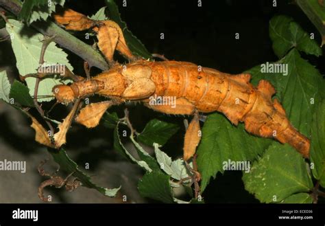 Stick Bugs Stock Photos Stick Bugs Stock Images Alamy