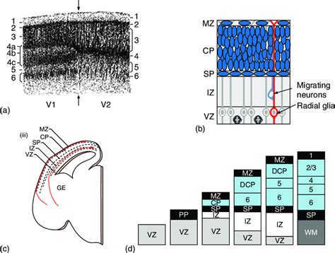 A The Six Layer Organization Of The Neocortex Provided Is An Image