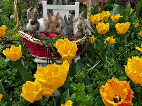 Развъдник за декоративни зайчета Изи Продадени 🐇 Продават се две
