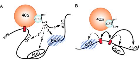 Schematic Representation Of Factors Affecting Translation Efficiency