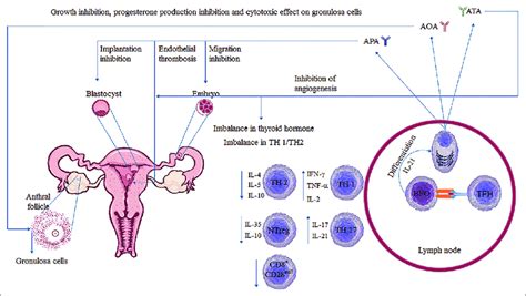 T Helper T Helper Ratio And The Number Of T Helper Are Increased
