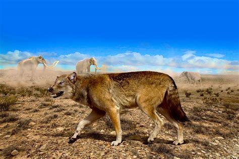 Dire Wolf Aenocyon Dirus By Sabertoothsmilodon On Deviantart