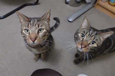 Should You Desex Your Cat Before Puberty