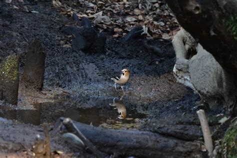 大和市の自然昆虫野鳥便り シメ水鏡