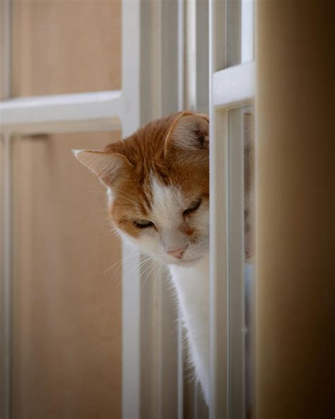 Windows Cat Wallpaper Photos Download The Best Free Windows Cat