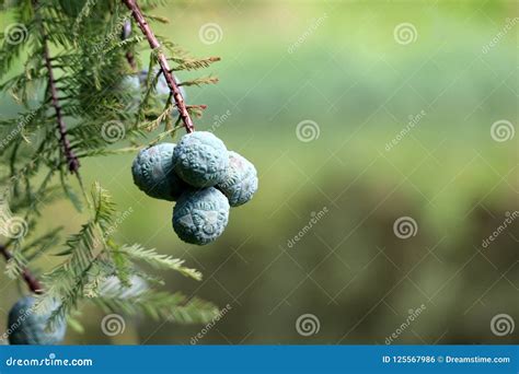 Cluster Of Conifer Trees Stock Photography CartoonDealer Com