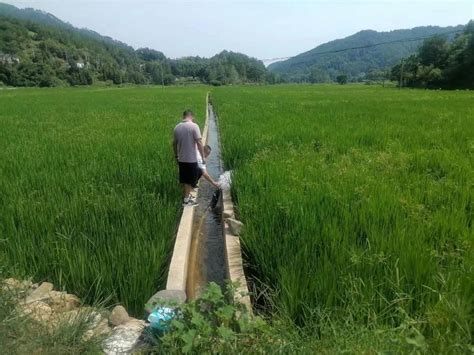 安徽太湖刘畈乡干群齐上阵 抗旱保生产凤凰网安徽 凤凰网