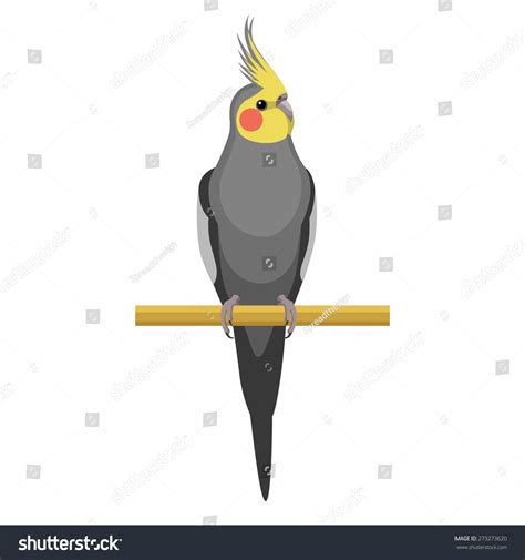 Parrot Cockatiel Stock Vector Illustration 273273620 Shutterstock