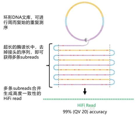 Dna测序原理：illumina和pacbio对比介绍 阿里云开发者社区