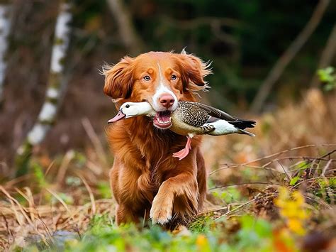 Nova Scotia Duck Tolling Retriever Der Energiegeladene Wasserhund