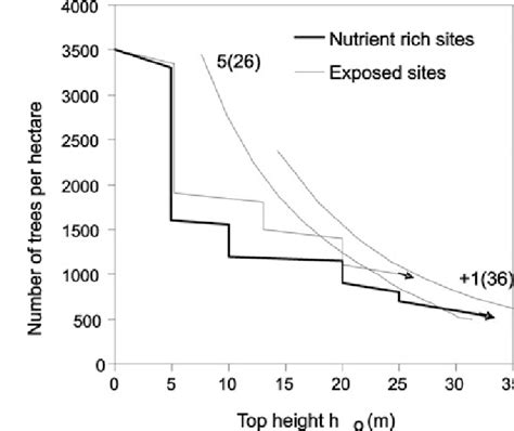 Development Of Tree Number According To Top Height The Mean Height Of Download Scientific