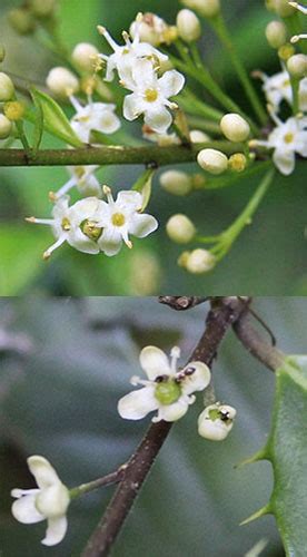 Sassafras A Beautiful Native Tree Used By Wildlife And Humans Backyard Ecology