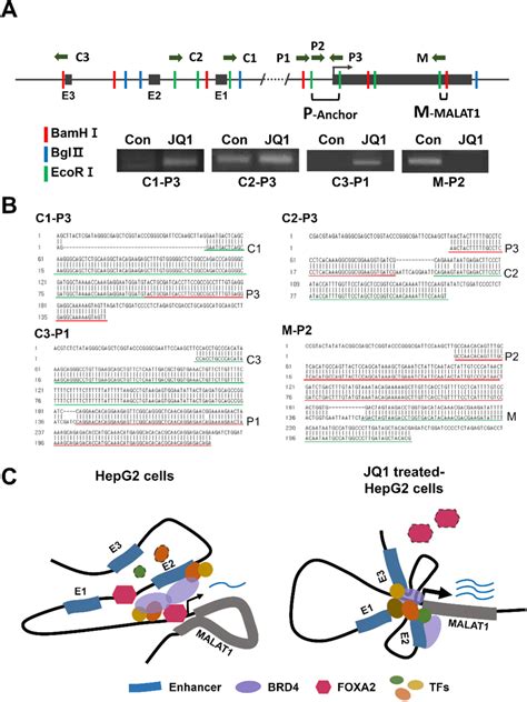 jq1 reconfigures the malat1 gene locus a 3c analysis of malat1 gene