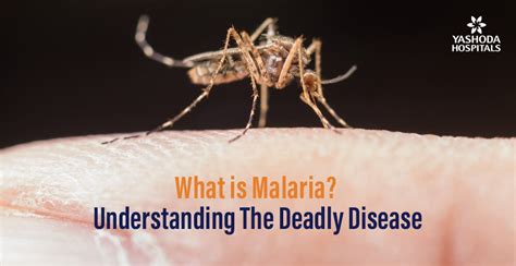 Understanding Malignant Malaria And Its Causative Agent