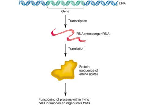 Exam 3 Chapter 14 Gene Transcription And Rna Modification Flashcards