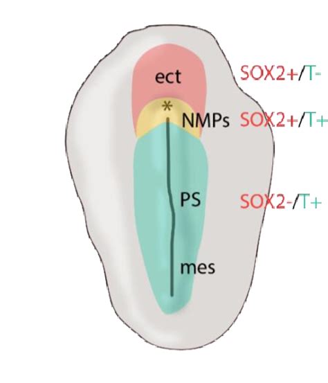 Neuromesodermal Progenitors Are Not Part Of A Germ Layer The Figure Download Scientific