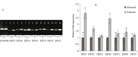 A And B Rt Pcr And Real Time Pcr Expression Analysis Of Cotton