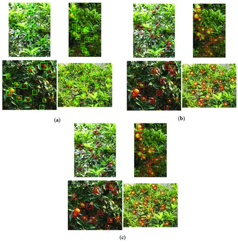 The Comparison Of Detection Effects In The Kumquat Images A Ground