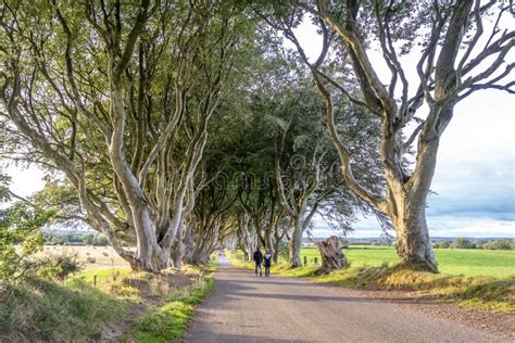 The Dark Hedges Tree Tunnel In Ballymoney Northern Ireland Stock Photo