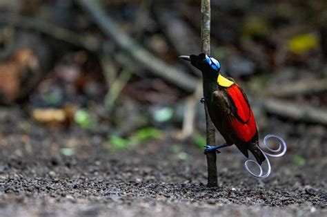 Birds Of Paradise And Where To See Them Aqua Firma