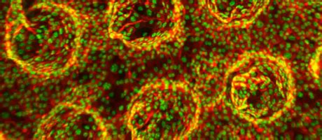 Development Of Biomimetic Models Of Intestinal Tissue Guiding Cellular Self Organization