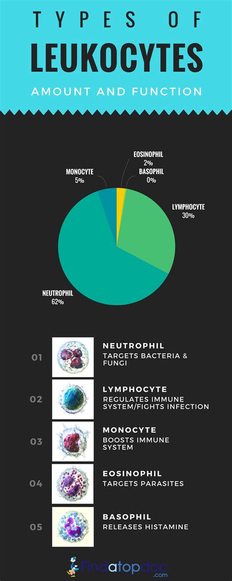 What Are Leukocytes Types Of Leukocytes