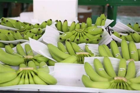 ឧកញ៉ាម្នាក់បោះទុនជាង ៣២លានដុល្លារ វេចខ្ចប់ចេកអំបូងលឿងនាំចេញ