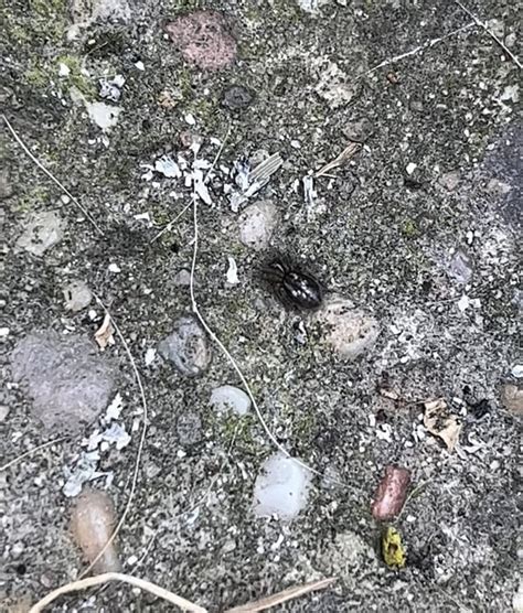Does Anyone Know What Species This Lil Fella Is He Is Really Tiny Like