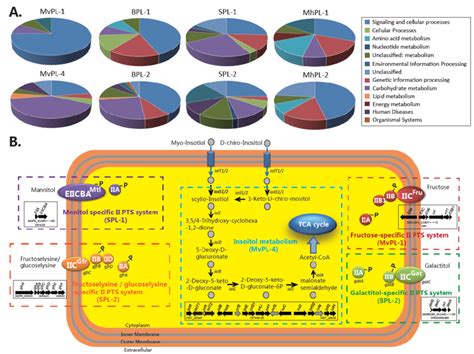 Functional Enrichment Of The Lineage Specific Genomic Contents In The Download Scientific
