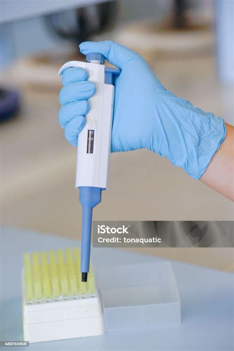 자동 피 펫과 화학 실험실에서 일 하는 과학자 파란색 장갑 입고 Stem 주제에 대한 스톡 사진 및 기타 이미지 Stem 주제 과학 과학자 Istock