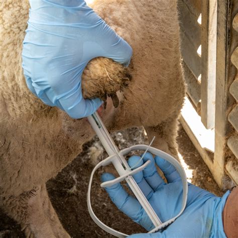 Cidr Inserts For Sheep Premier1supplies