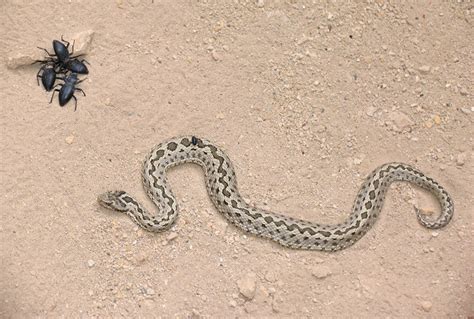 Неподалёку от городища Отрар, в поселке Шаульдер, находится музей ...