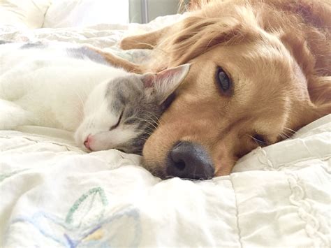 Golden Retriever And Cat Sleeping On Bed