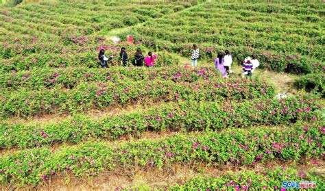 图集丨秀色可餐 仁寿千亩玫瑰花惹人醉 四川在线