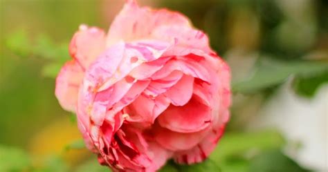 Mademoiselle Mermaid Friday Flower Pick Peppermint Candy Striped Rose