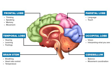 Your Brain And How It Works Vancouver Coastal Health