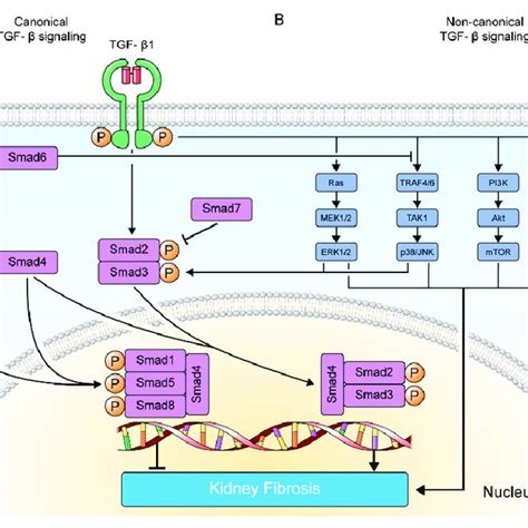 Canonical and Non canonical TGF β Signaling in Kidney Fibrosis TGF β