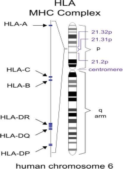 Major Histocompatibility Complex MHC Introduction Types And Differences