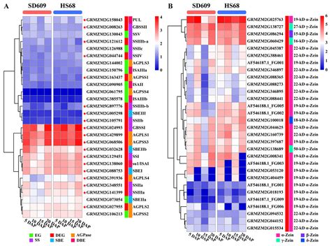 Comparative Transcriptomics Reveals The Difference In Early Endosperm Development Between Maize