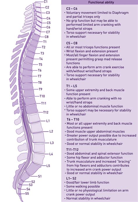 The Spinal Cord Function Of The Spinal Cord