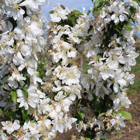Malus ‘jarmin Marilee® Crabapple Standard Doty Nurseries