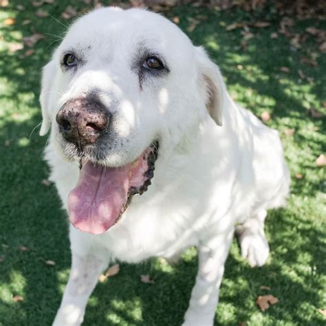 Sammy The Great Pyrenees Mix Dogperday