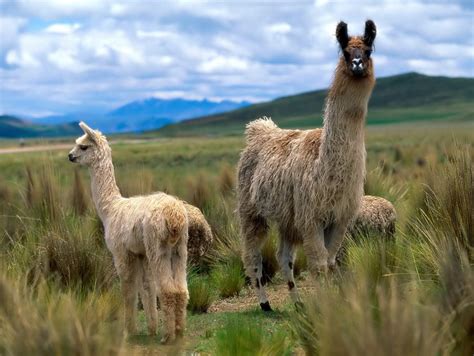 Llama Environmental Adaptations
