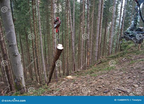 Cable Yarding A Spruce Log Stock Image Image Of Autumn 154889975