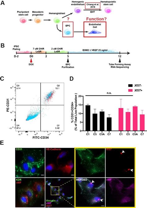 Endothelial Cell Differentiation Of Ds Ipscs A Diagram Showing The