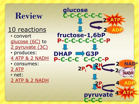 Ppt Pyruvate Oxidation And Krebs Cycle Powerpoint Presentation Id 2064214