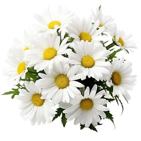 White Daisy Flower Png Daisy Flower Bundle Svg Simple Flower Png