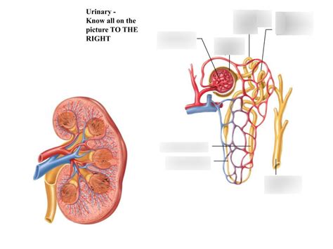 Urinary System Diagram Final Diagram Quizlet