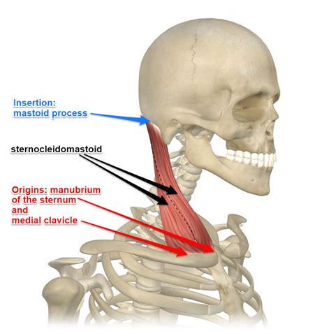 Sternocleidomastoid Muscle Sternocleidomastoid Muscle Neck Muscle Anatomy Muscle Anatomy