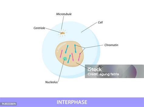 Ilustración De Ilustración Interfase De La Fase De Mitosis Y Más
